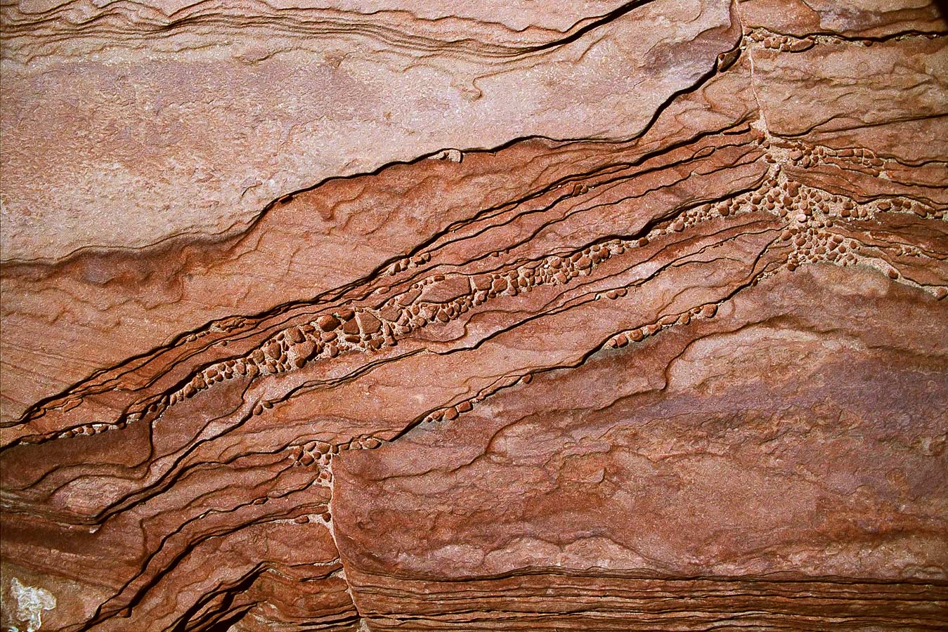 Nature's Collection : Patterns