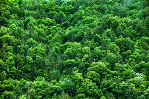 Nature's Collection : Patterns