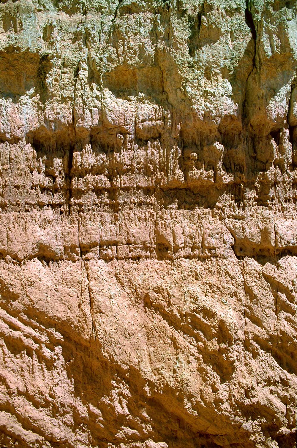 Nature's Collection : Patterns